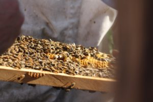 Buying Your First Hive – The Honey Company