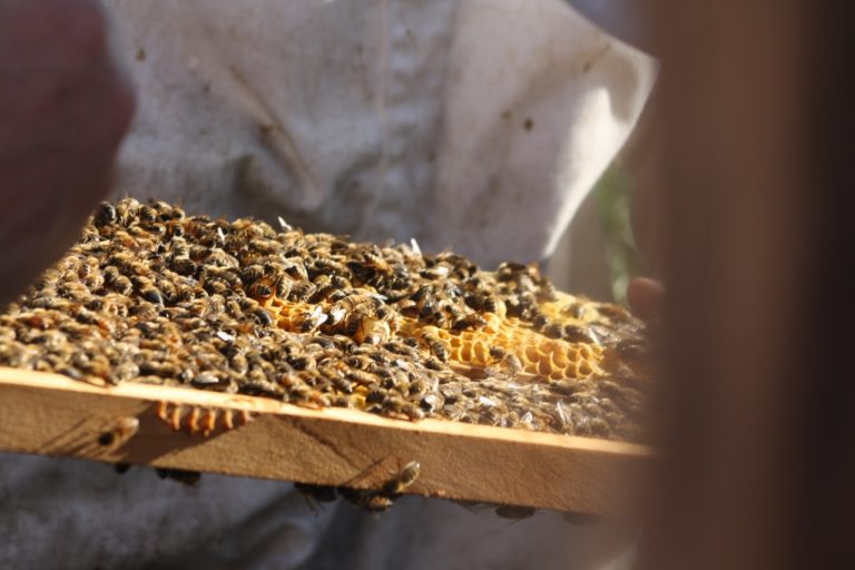 The Essential Guide to Buying Your First Hive – The Honey Company