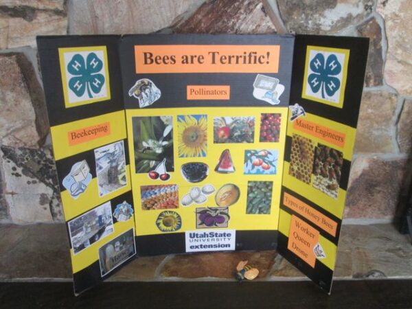 All About Bees for Kids – The Honey Company