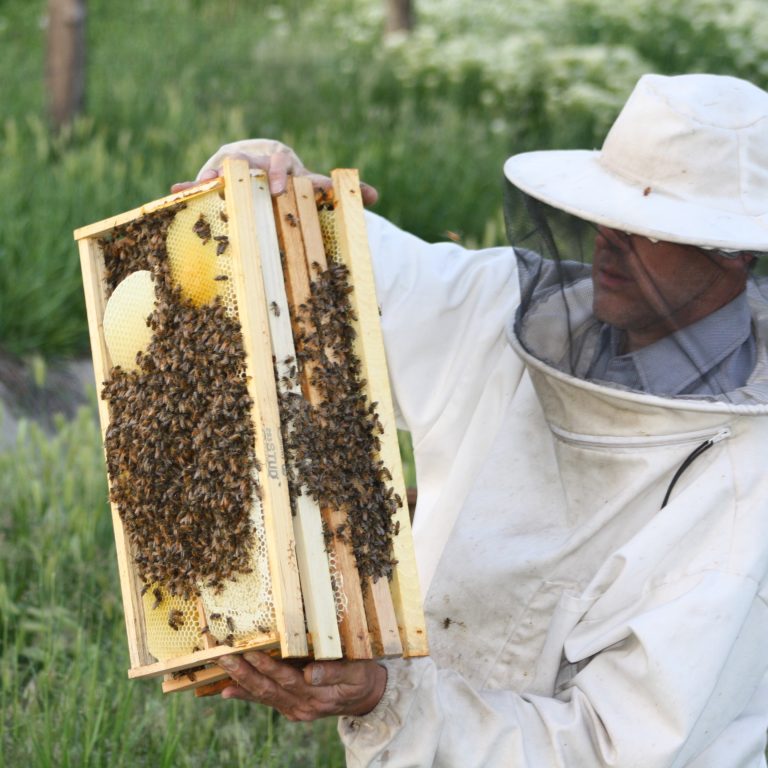 The Honey Company – We sell raw honey, bees, and online beekeeping courses